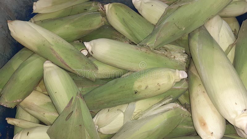 Groups of Young Corn Fruit in a Basket Stock Photo - Image of corn ...