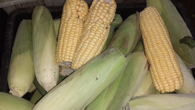 Groups of Young Corn Fruit in a Basket, Ready To Be Sold Stock Image ...