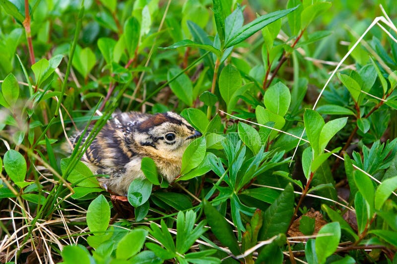 Grouse chick stock image. Image of delicate, beautiful - 19461777