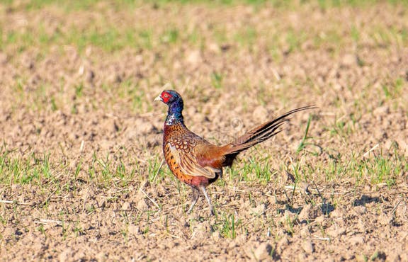 Grouse Pheasant on a Farm Field Stock Image - Image of animal, field ...