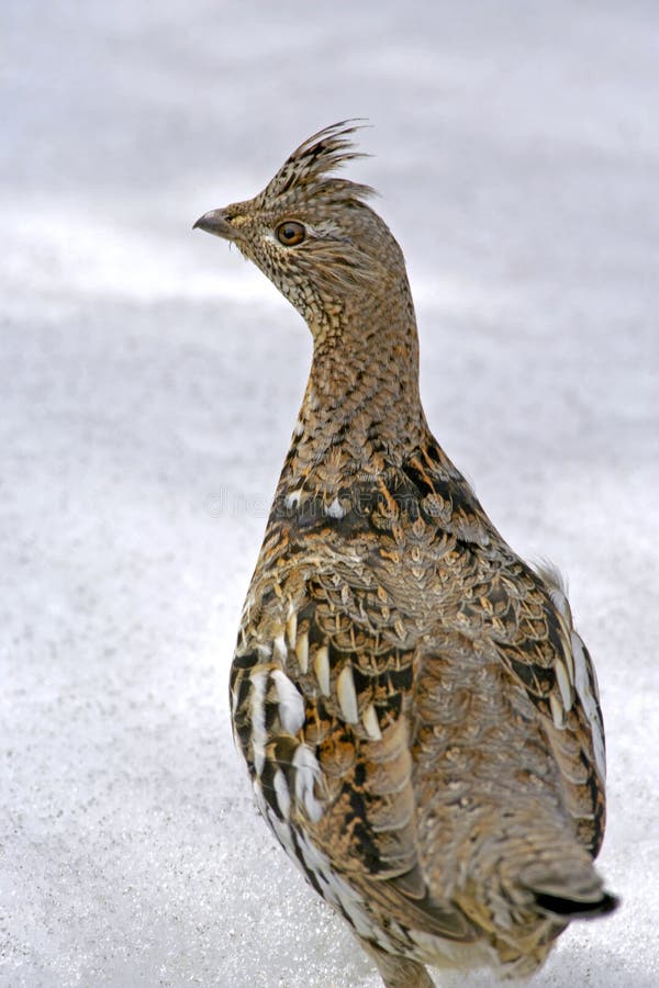 Grouse walking on snow stock image. Image of wildlife - 61151863