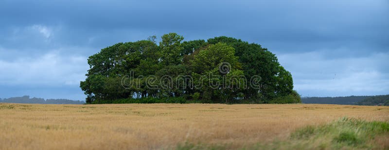 Grout of Trees in a Wheat Field.. Stock Image - Image of agriculture ...