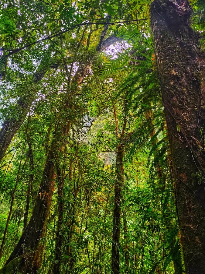 Grov stock photo. Image of grov, tree, deciduous, plant - 256467908