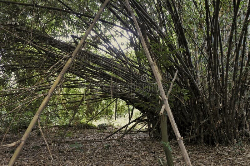 A Grove of Bamboo Stalks from an Old Bamboo Tree Stock Image - Image of ...