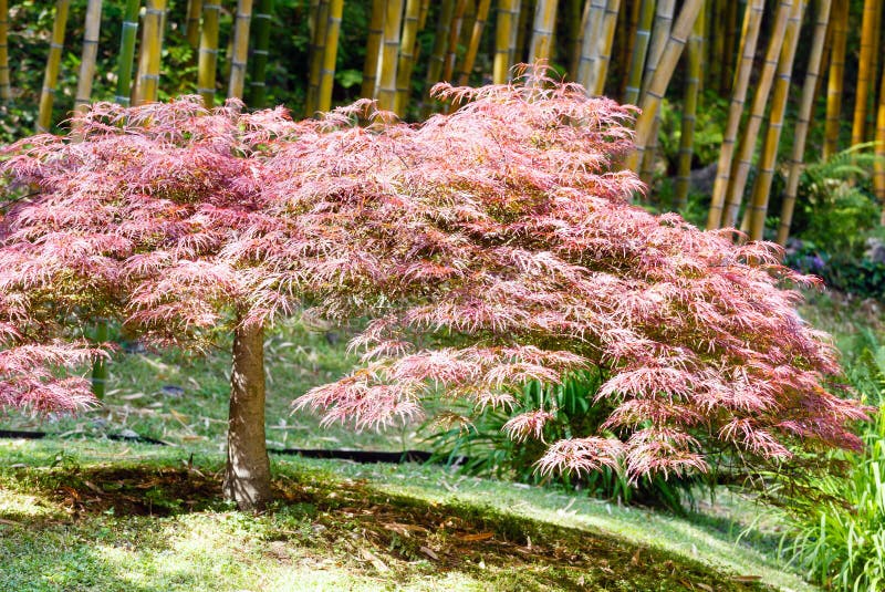 Bamboo Tree Pink Arbuscle Tree Stock Photos - Free & Royalty-Free Stock ...