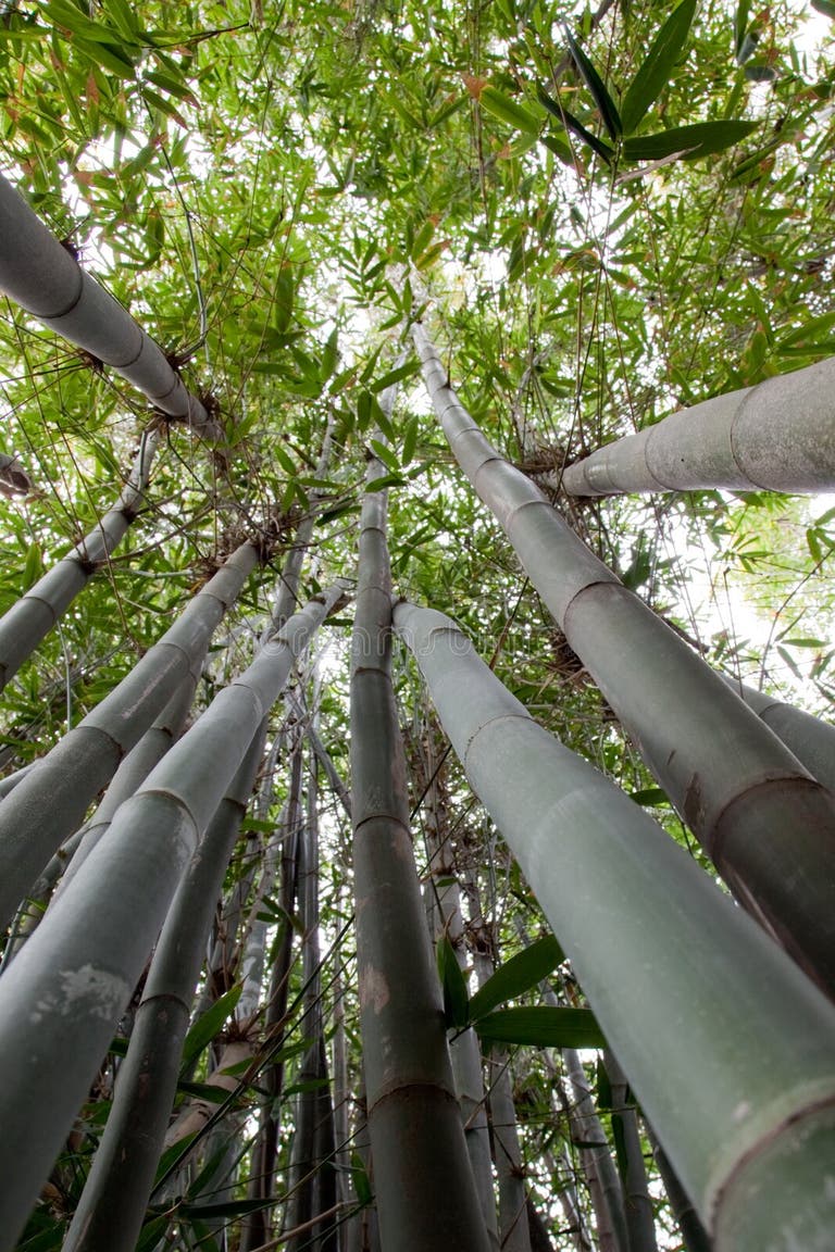 16,558 Grove Texture Stock Photos - Free & Royalty-Free Stock Photos ...