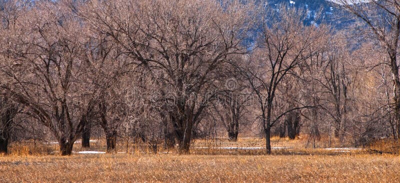Grove of Bare Winter Trees on the Prairie Stock Photo - Image of winter ...