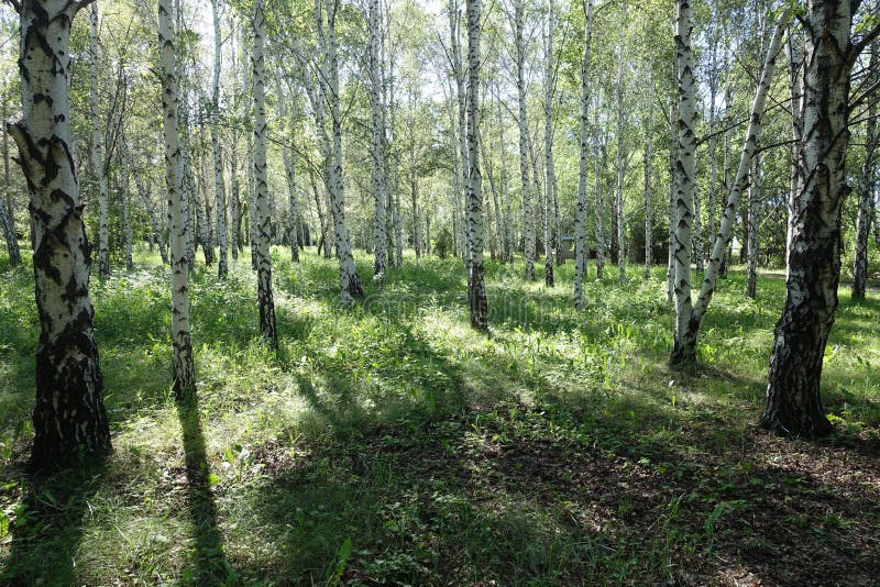 Grove of Birch Trees in May Stock Photo - Image of greenery, botany ...