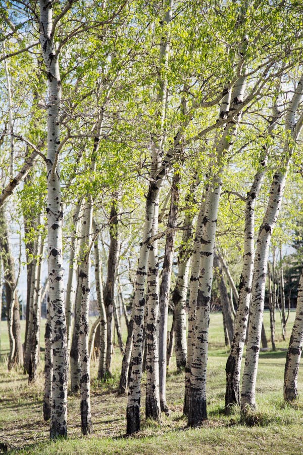 Grove of Poplar Trees in the Spring Stock Image - Image of lush, leaf ...