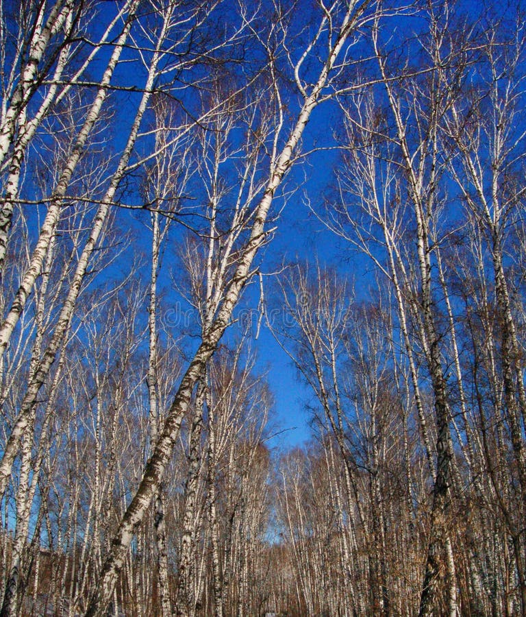 Grove of Birch Trees and Dry Grass in Early Autumn Stock Photo - Image ...