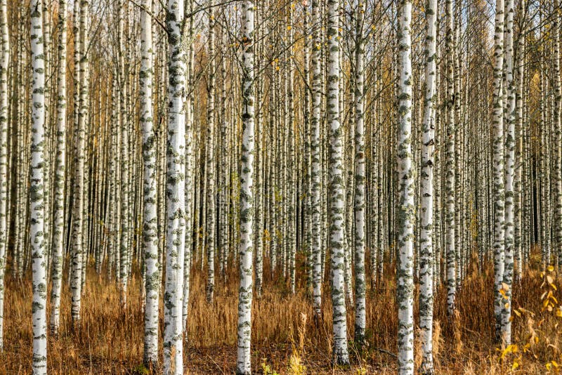 Grove of Birch Trees with Yellow Leaves in Autumn Stock Photo - Image ...