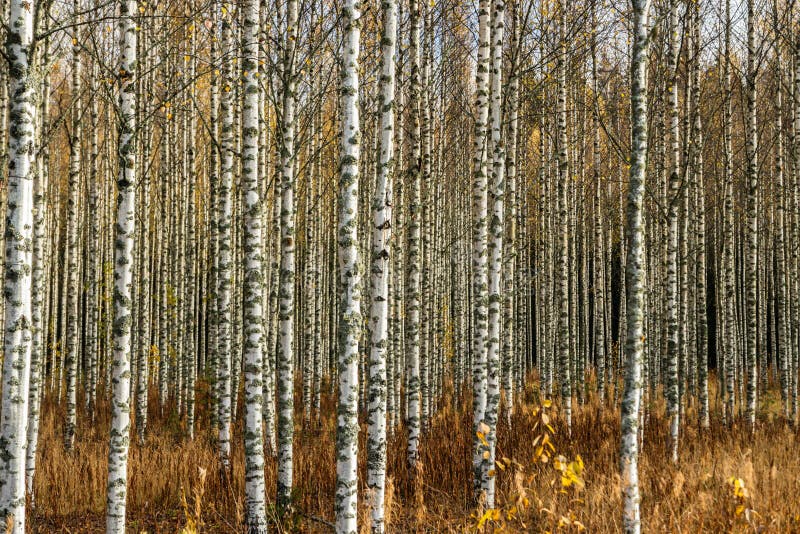Grove of Birch Trees with Yellow Leaves in Autumn Stock Image - Image ...