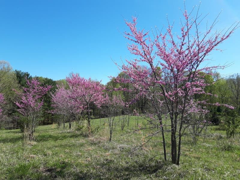 Redbud trees stock image. Image of beauty, redbud, peace - 10319207