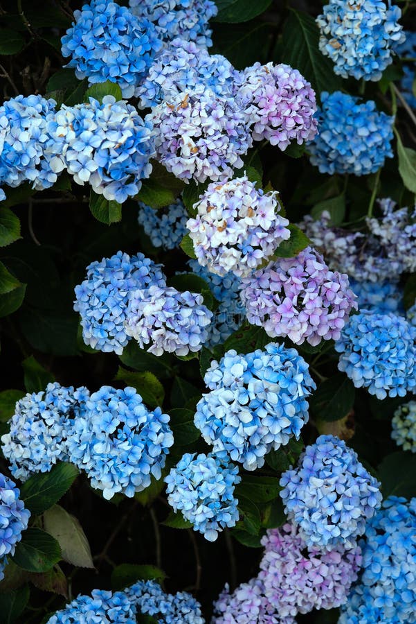 Grove of Blue Hydrangea Flowers Stock Image - Image of botany, flora ...
