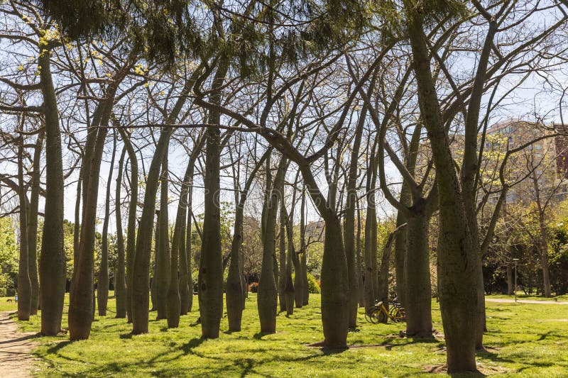 Grove of Brachychiton in a Spanish Park Stock Image - Image of nature ...