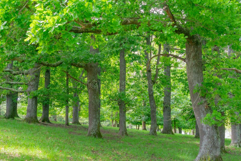 Grove Bright Green Oak Trees Stock Image - Image of full, outdoors ...