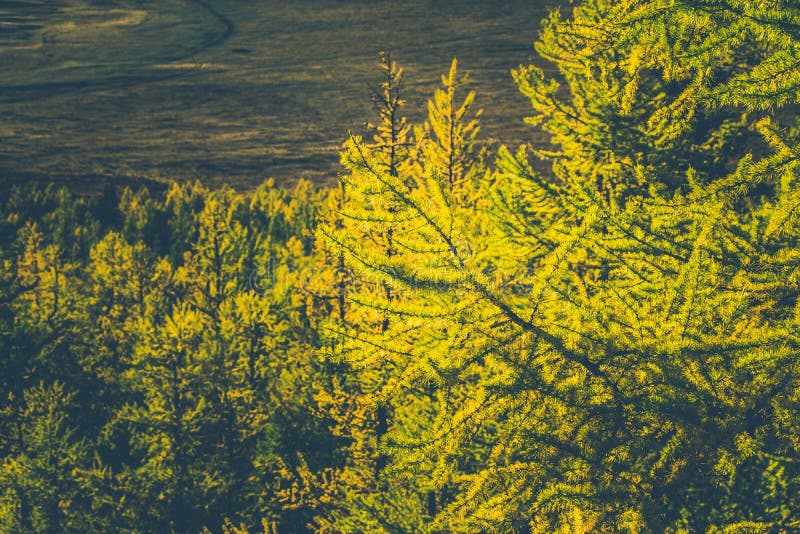 Grove of Coniferous Trees in the Forest. Stock Photo - Image of ... Grove of Coniferous Trees in the Forest. Stock Photo - Image of ...