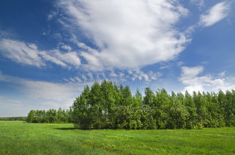 Grove at the Edge of the Field Stock Photo - Image of field, land ...