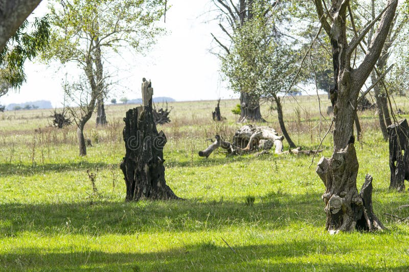 Grove with Eucaliptus Trees , Prairie Stock Photo - Image of branches ...