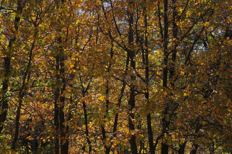 Grove of Fall Color of Oak Trees Stock Image - Image of sunny, branches ...