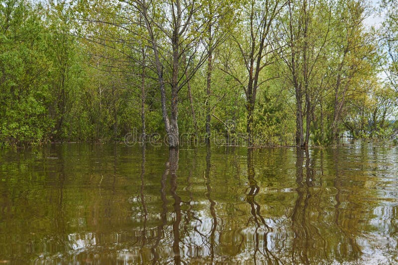 Grove Flooded during Spring Flood Stock Photo - Image of landscape ...