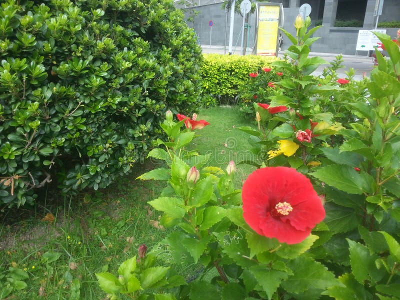 A Grove of Flower Trees Surrounded by Blooming Flowers Stock Image ...