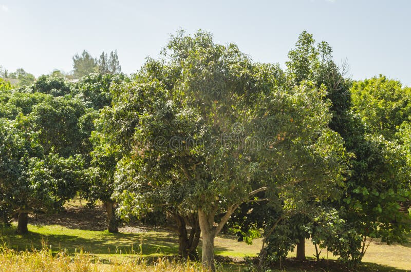 Grove of Fruit Trees stock photo. Image of field, beauty - 155124148