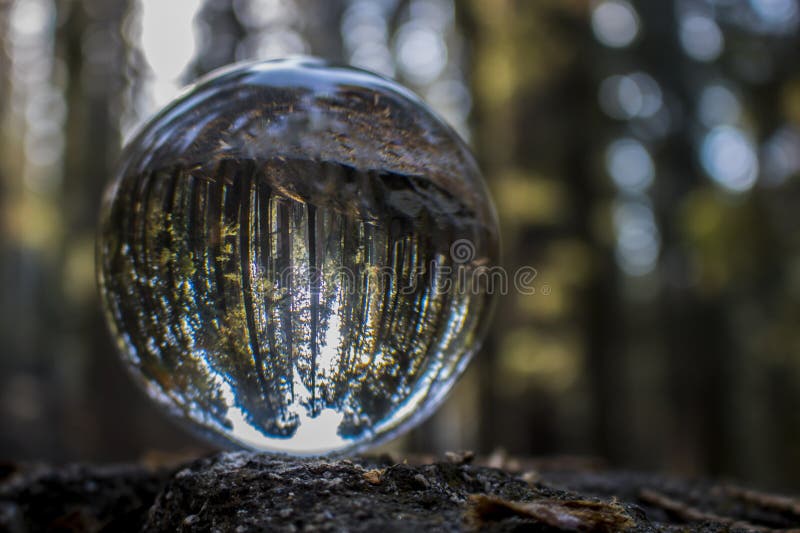 Grove of Giant Sequoia Redwood Trees in Glass Ball Reflection Stock ...