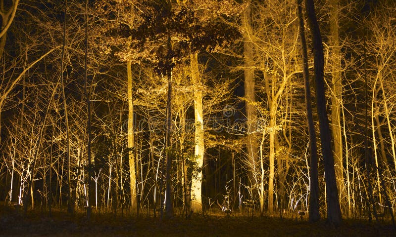 Grove of Illuminated Trees stock image. Image of magnolia - 48200399