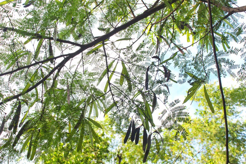 A lamtoro trees stock photo. Image of fruit, ingredient - 242659858