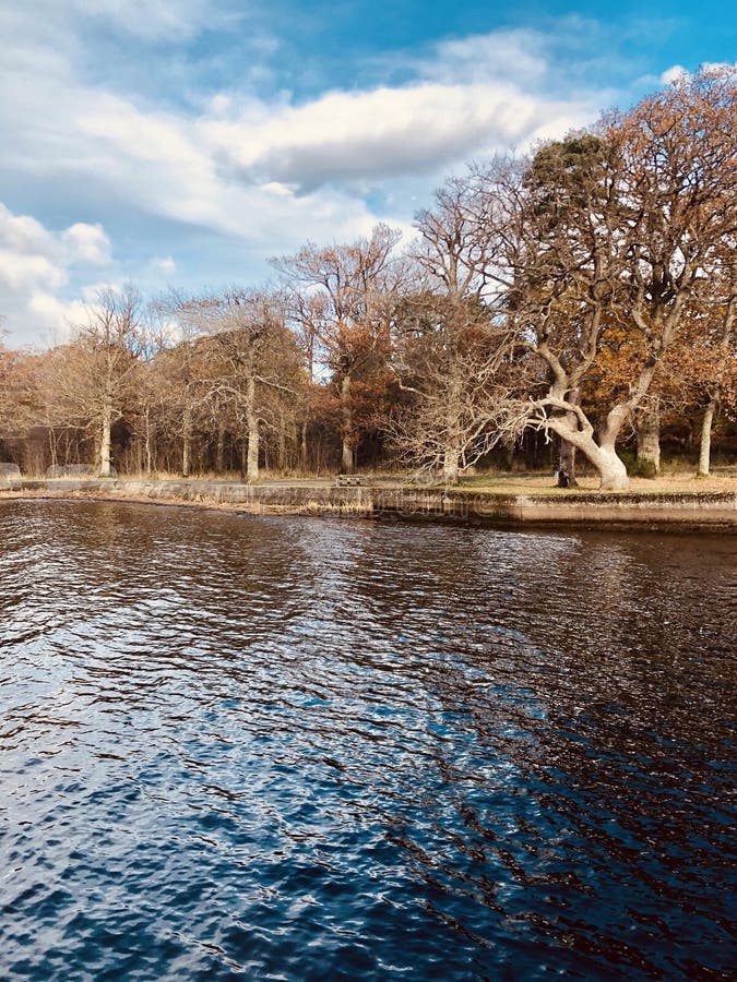 Grove stock image. Image of grove, tree, travel, tranquility - 169856187