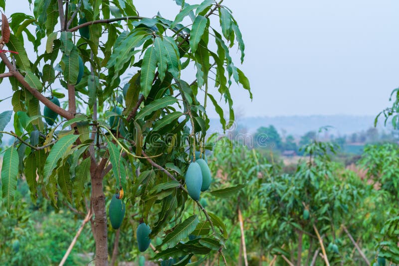 Grove with mango fruits stock photo. Image of tree, freshness - 176888164