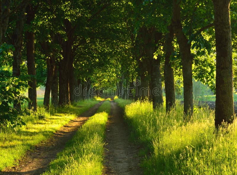 Grove stock image. Image of tree, fresh, outdoor, colorful - 31268585