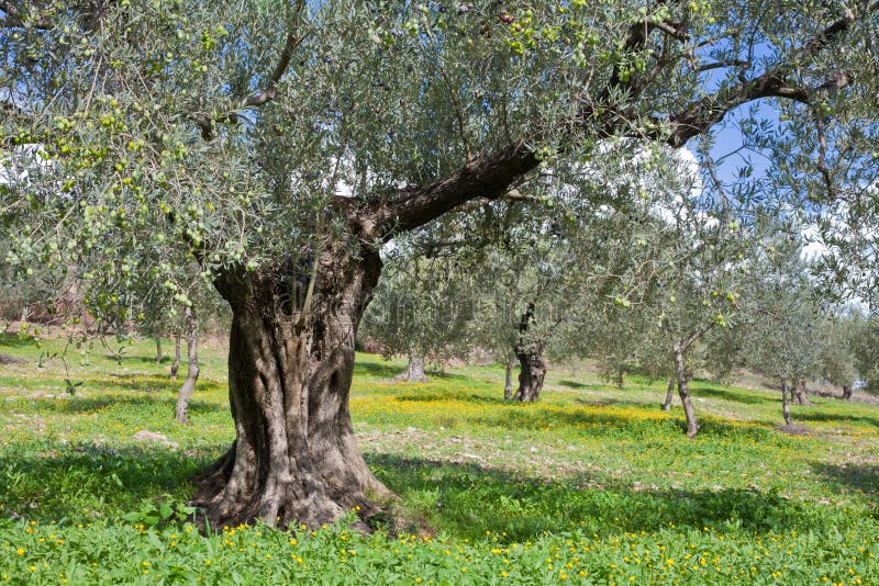 Olive tree grove stock image. Image of culture, agriculture - 34564975