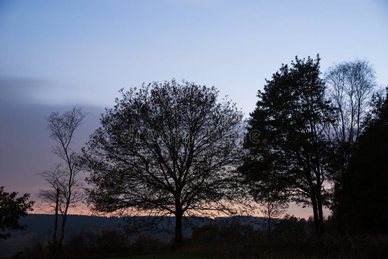 Backlight Forest during Fall Season Stock Photo - Image of negative ...