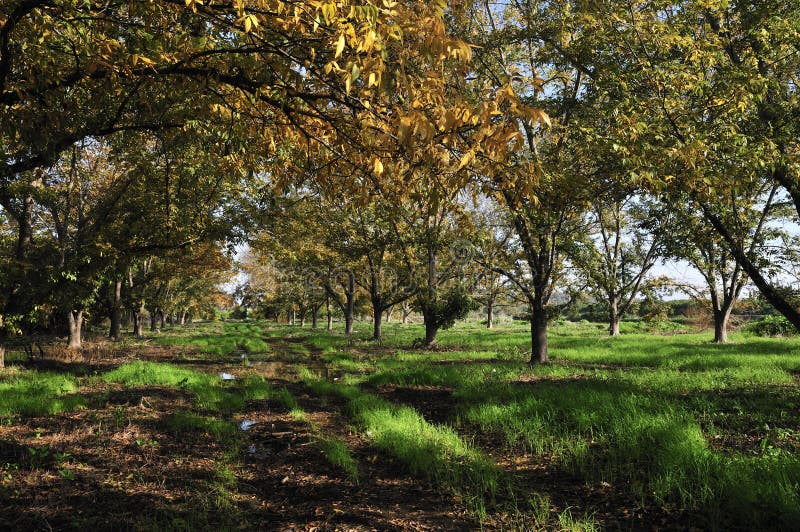 Grove the pecan stock photo. Image of yellow, agriculture - 12352180