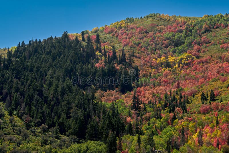 A Grove of Pine Trees and Other Trees in Bright Fall Colors on a ...