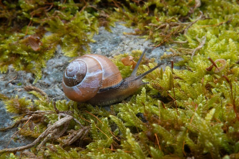 Grove snail, close-up stock photo. Image of snail, mollusc - 316449534
