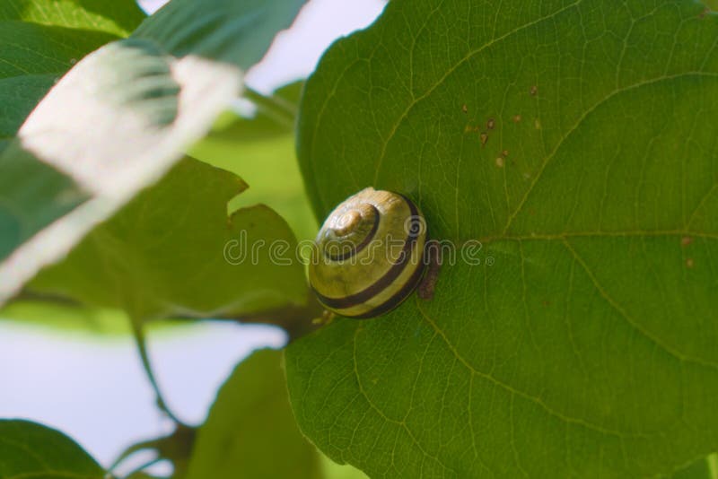 Grove Snail Hiding Inside Her Shell on an Apple Tree Leaf Stock Image ...