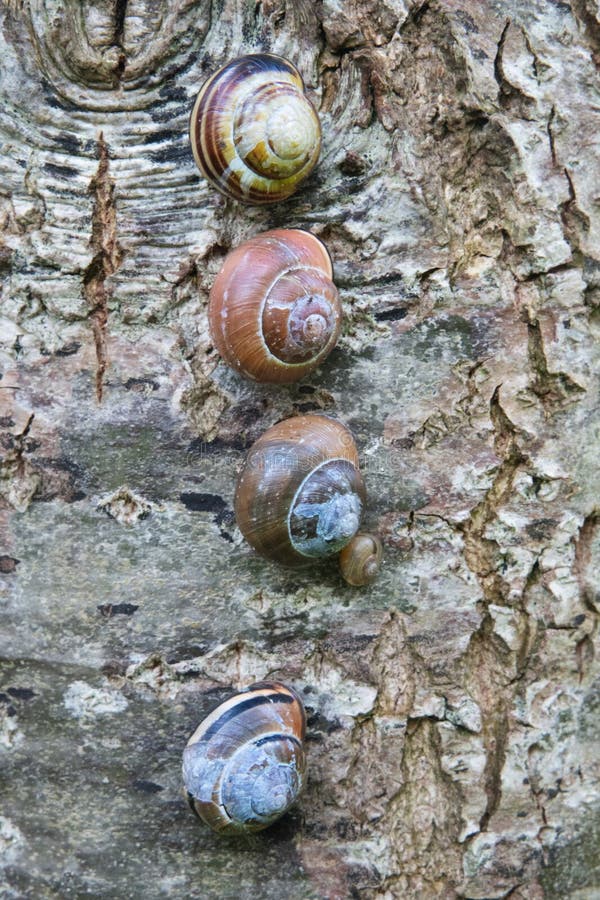 Grove Snails with Completely Different Colored Shells Stock Photo ...