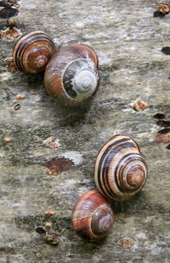 Grove Snails with Completely Different Colored Shells Stock Photo ...