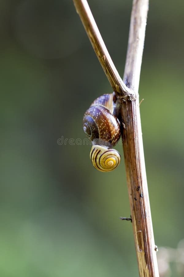 Grove Snails - Hanging Together Stock Photo - Image of macro, shot ...