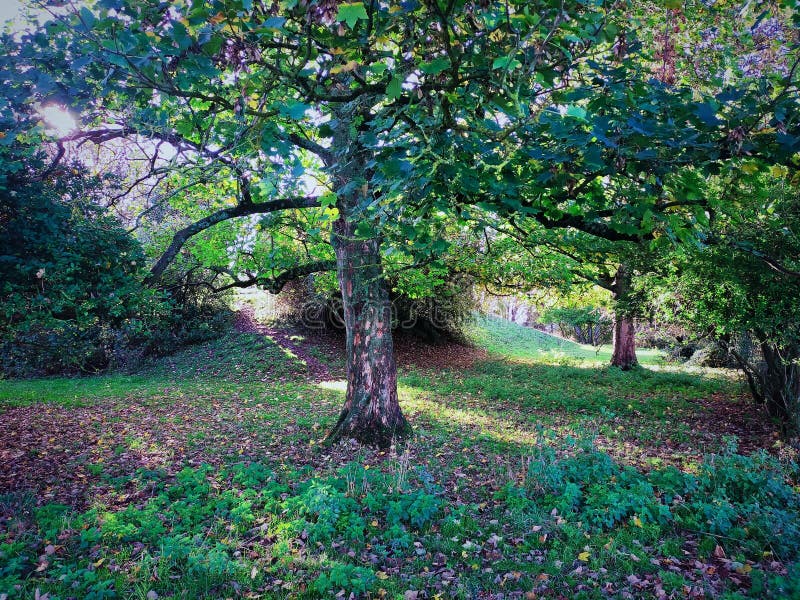 Grove of tree& x27;s stock image. Image of sunlight - 269532409