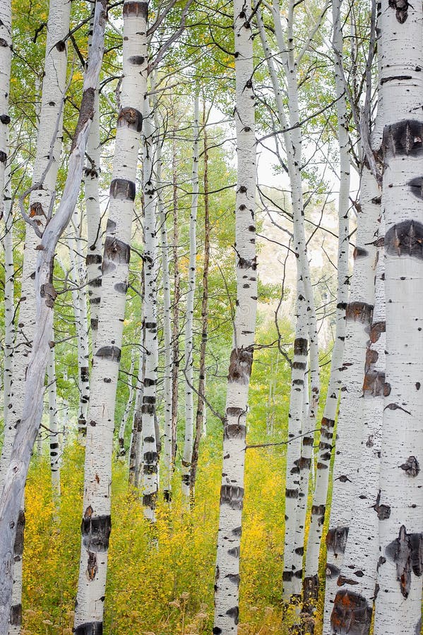 A Grove of Trees in the Autumn with Mottled White Bark, Vertical. Stock ...