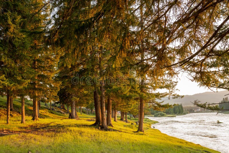 Grove of Trees on the Beach Stock Image - Image of sunset, stunning ...