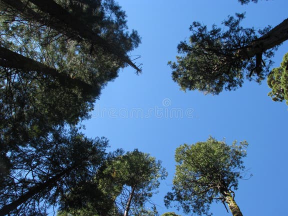 Grove of trees stock image. Image of trees, grove, blue - 74830221