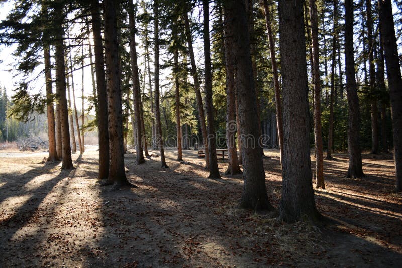 Grove of Trees with Interesting Light and Shadows Stock Photo - Image ...