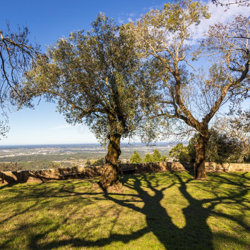 A grove of trees stock image. Image of grass, trees - 266297025