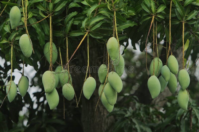Mango Light Manga Stock Photos - Free & Royalty-Free Stock Photos from ...