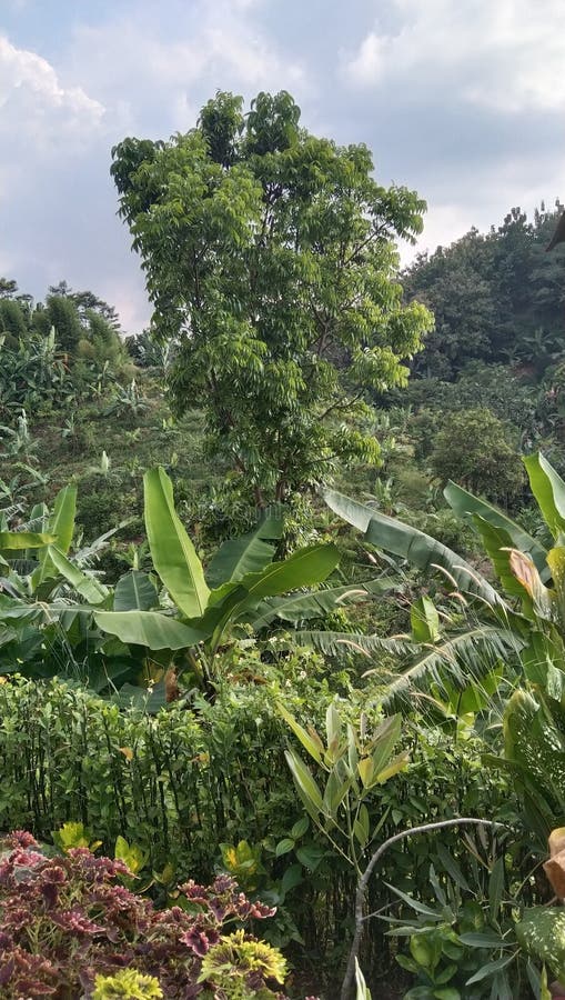 Groveoftrees Stock Photos - Free & Royalty-Free Stock Photos from ...